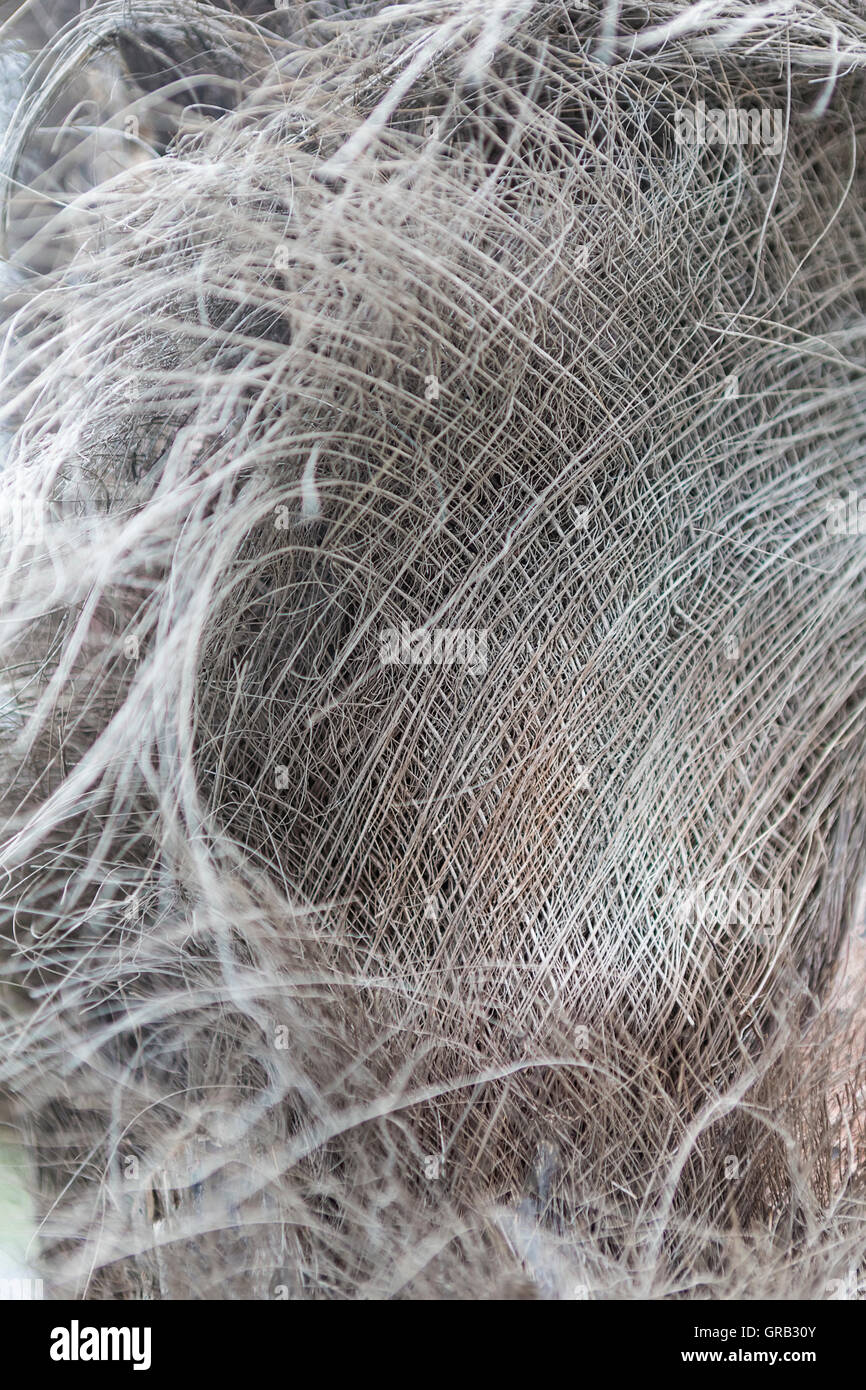 Dried palm tree trunk Stock Photo - Alamy