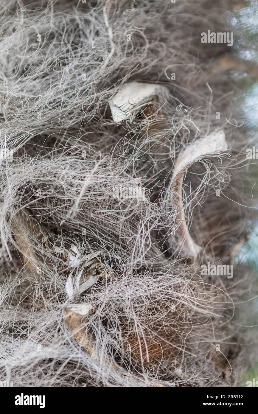 Dried palm hi-res stock photography and images - Alamy