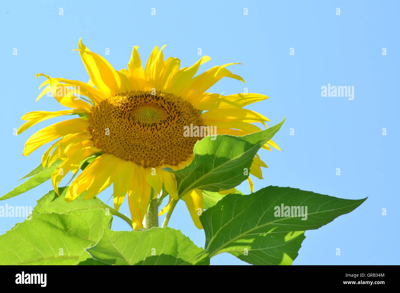 Stand tall Sunflower Stock Photo - Alamy
