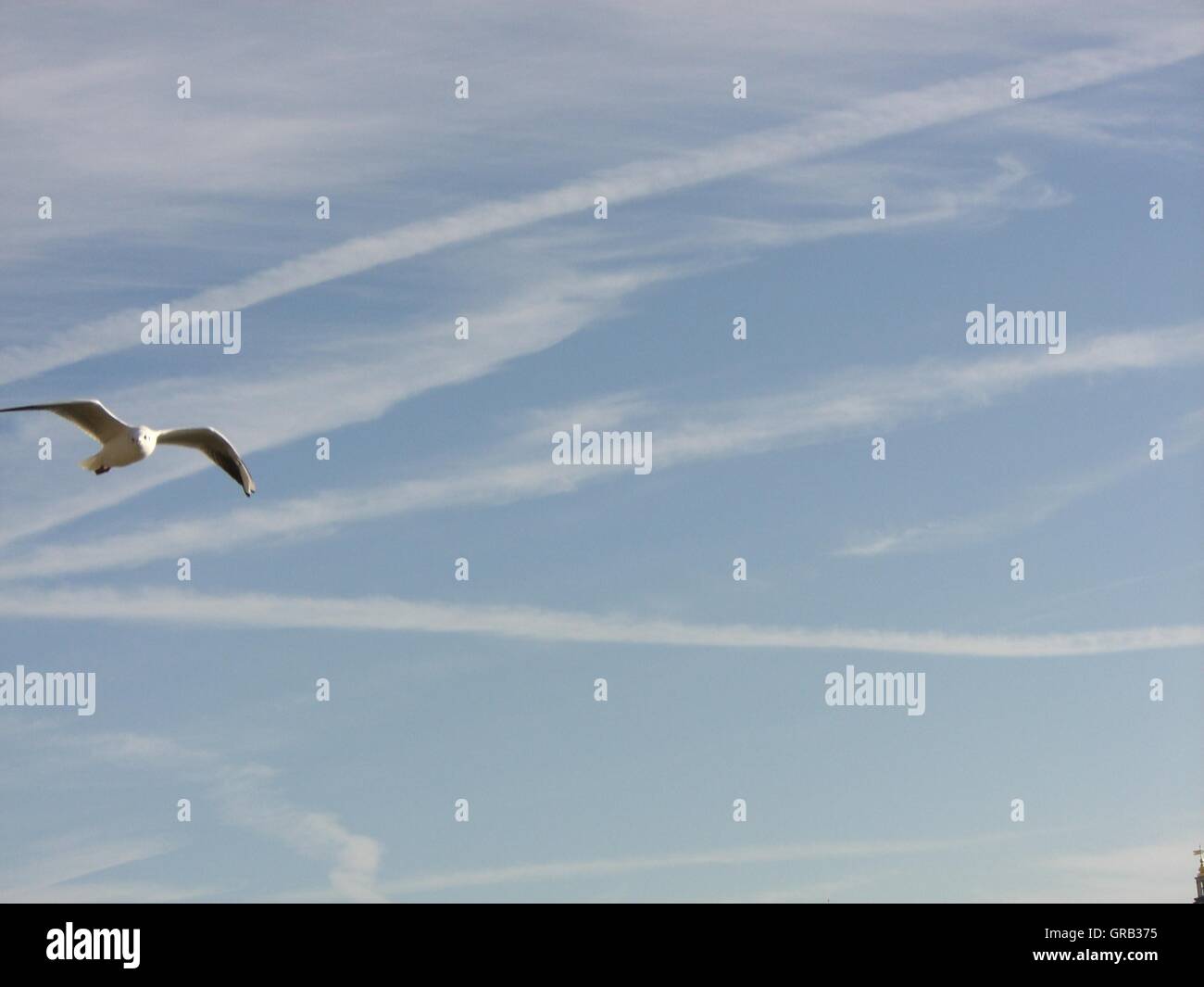 Seagull flying into wind against a contrail ridden sky background Stock ...