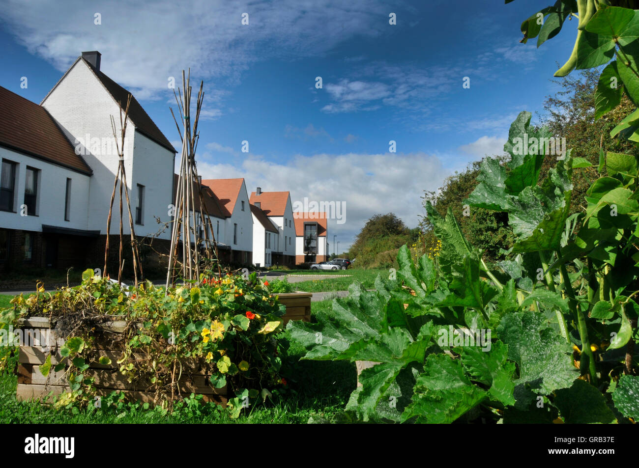 Vegetable patch in housing estate Stock Photo - Alamy