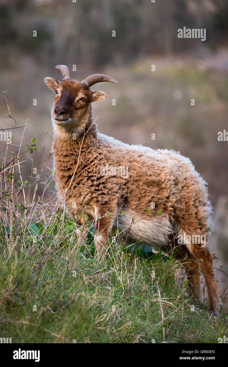 Soay sheep hi-res stock photography and images - Alamy