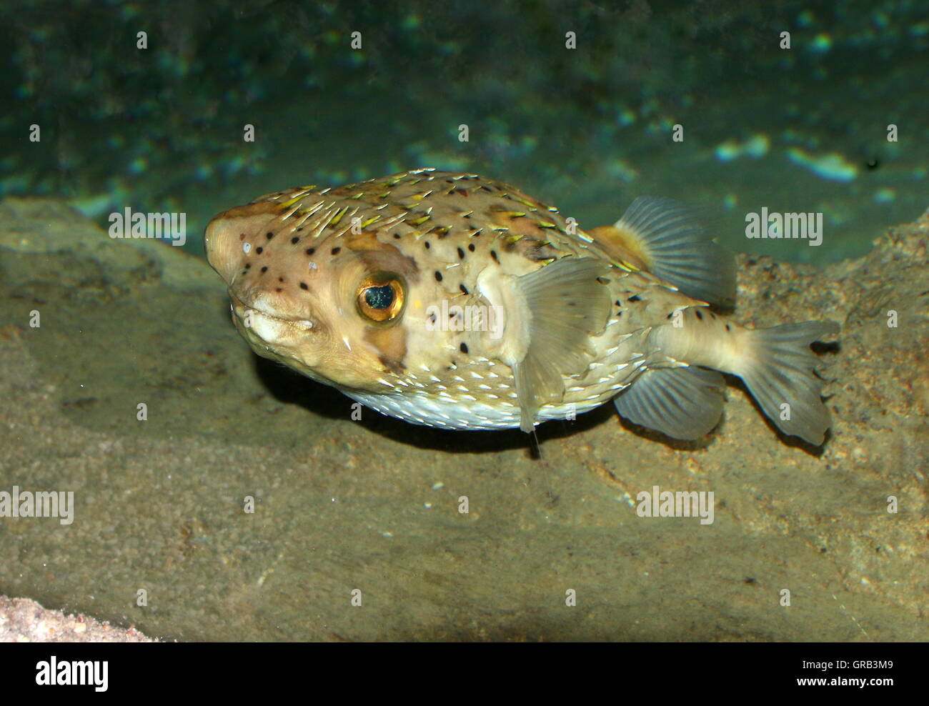 Long-spine porcupinefish (Diodon holocanthus) a tropical balloonfish ...