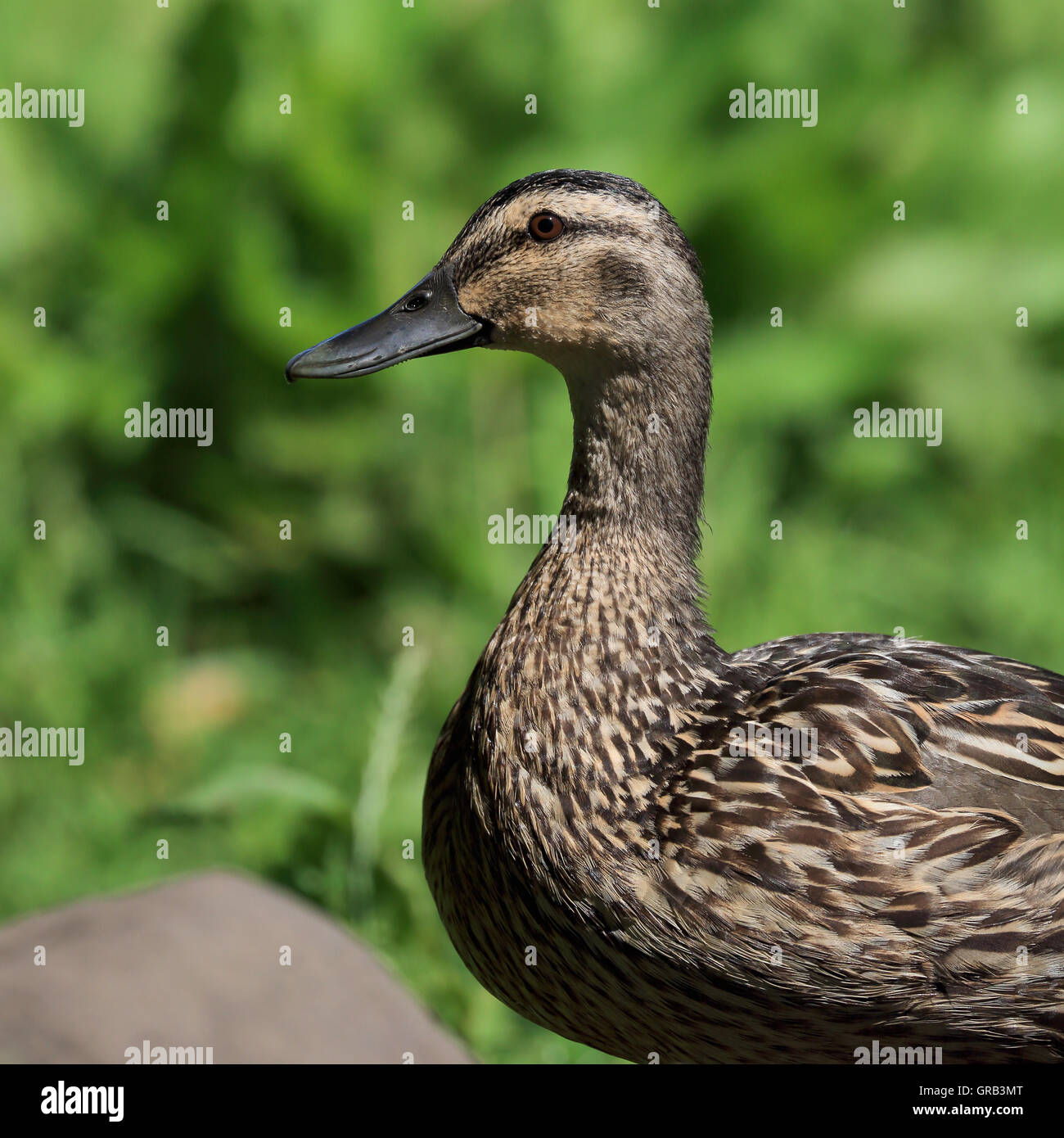 Female Mallard portrait Stock Photo - Alamy
