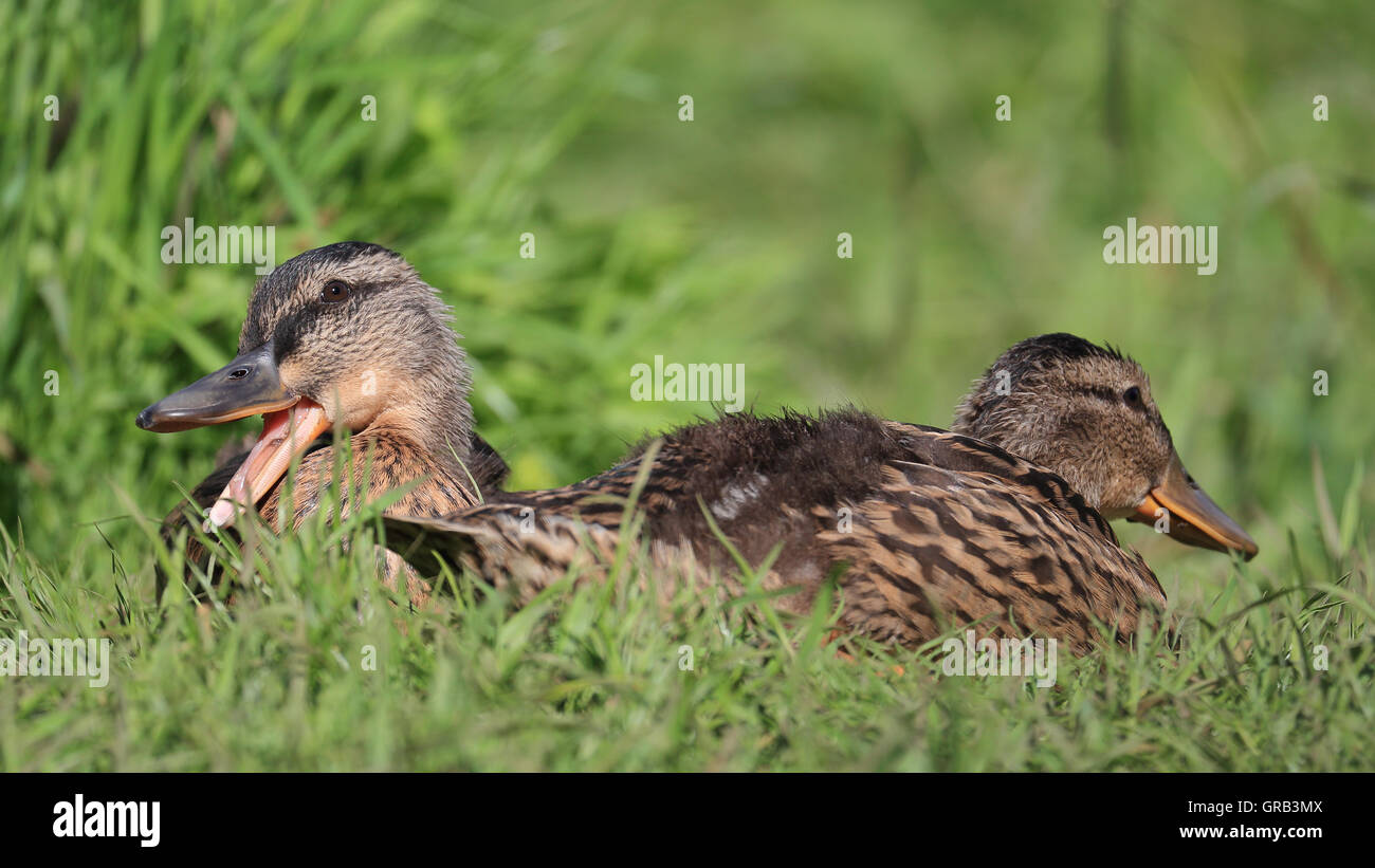 Juvenile Mallard calling and looking up, whilst its sibling is turned ...