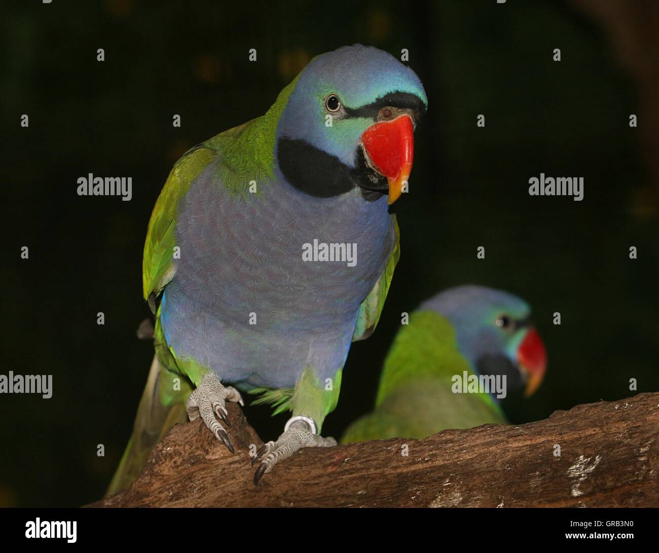 Derbyan parakeets hi-res stock photography and images - Alamy