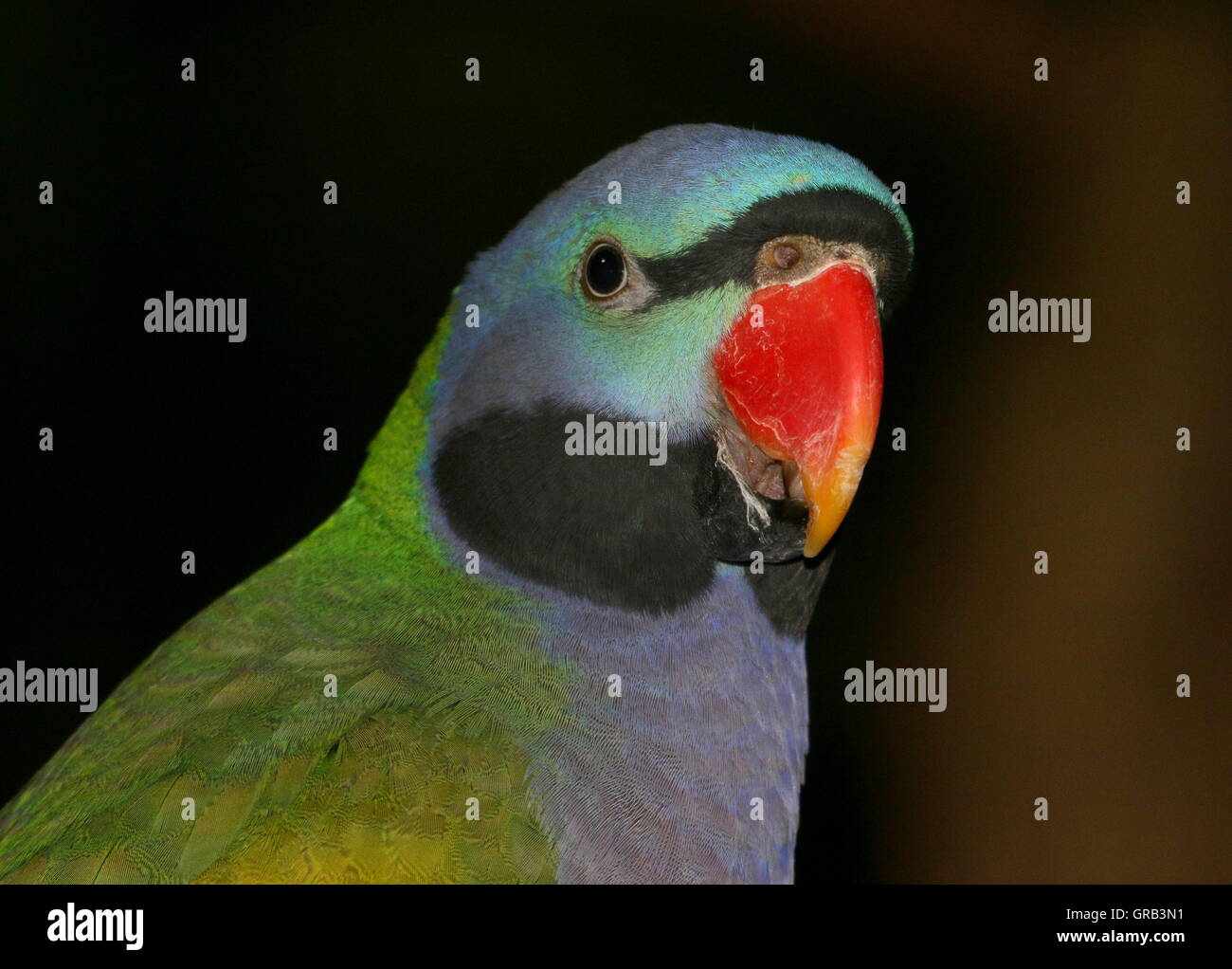 Male South Asian Lord Derby's parakeet (Psittacula derbiana), native to ...