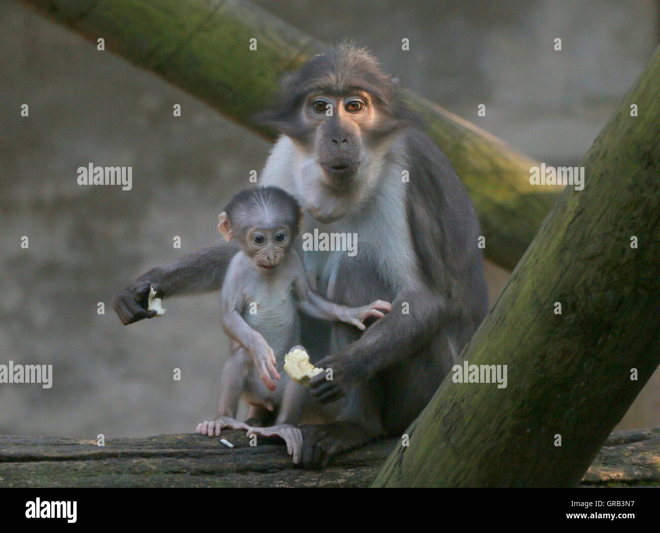 Mangaben hi-res stock photography and images - Alamy