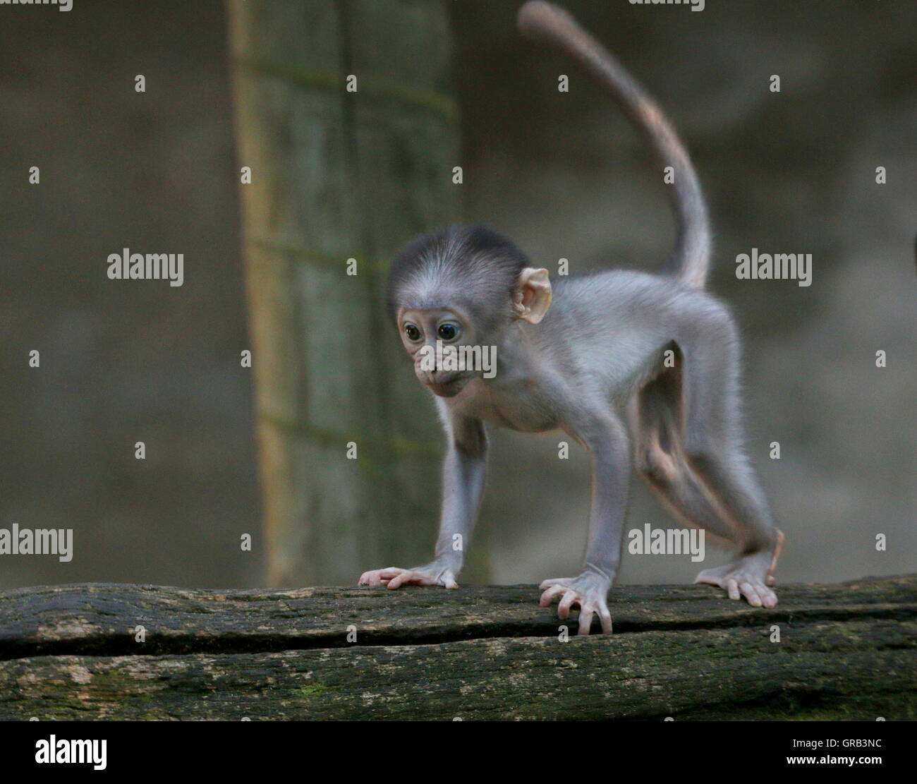 Running baby West African White-crowned mangabey (Cercocebus atys ...