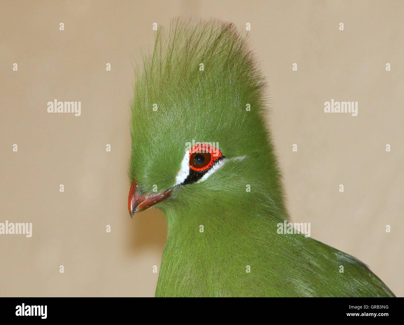 West African Green or Guinea Turaco (Tauraco persa Stock Photo - Alamy