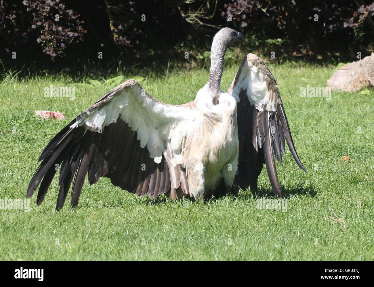 Vulture wings hi-res stock photography and images - Alamy