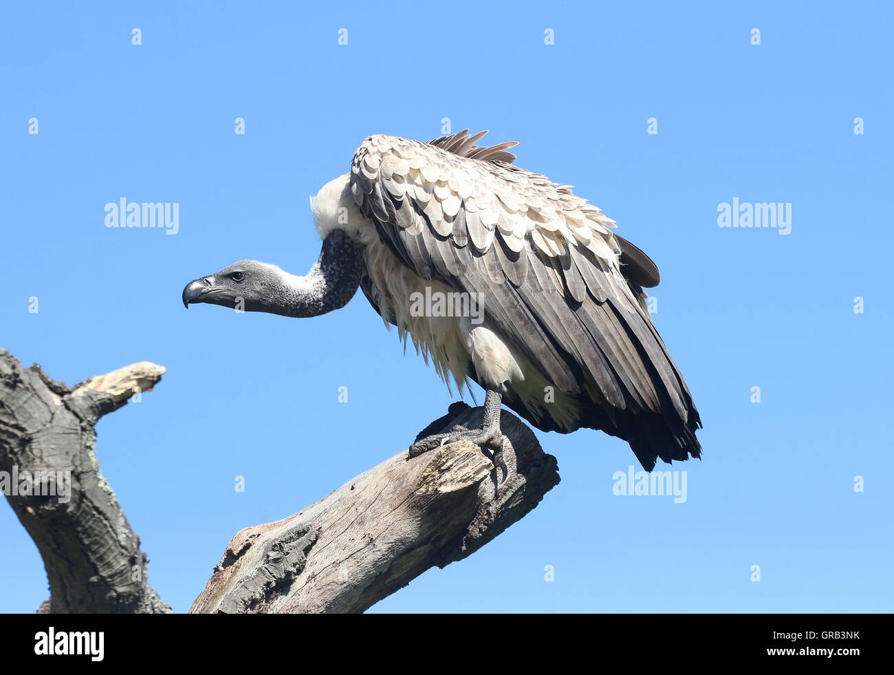 Dead body pose hi-res stock photography and images - Alamy