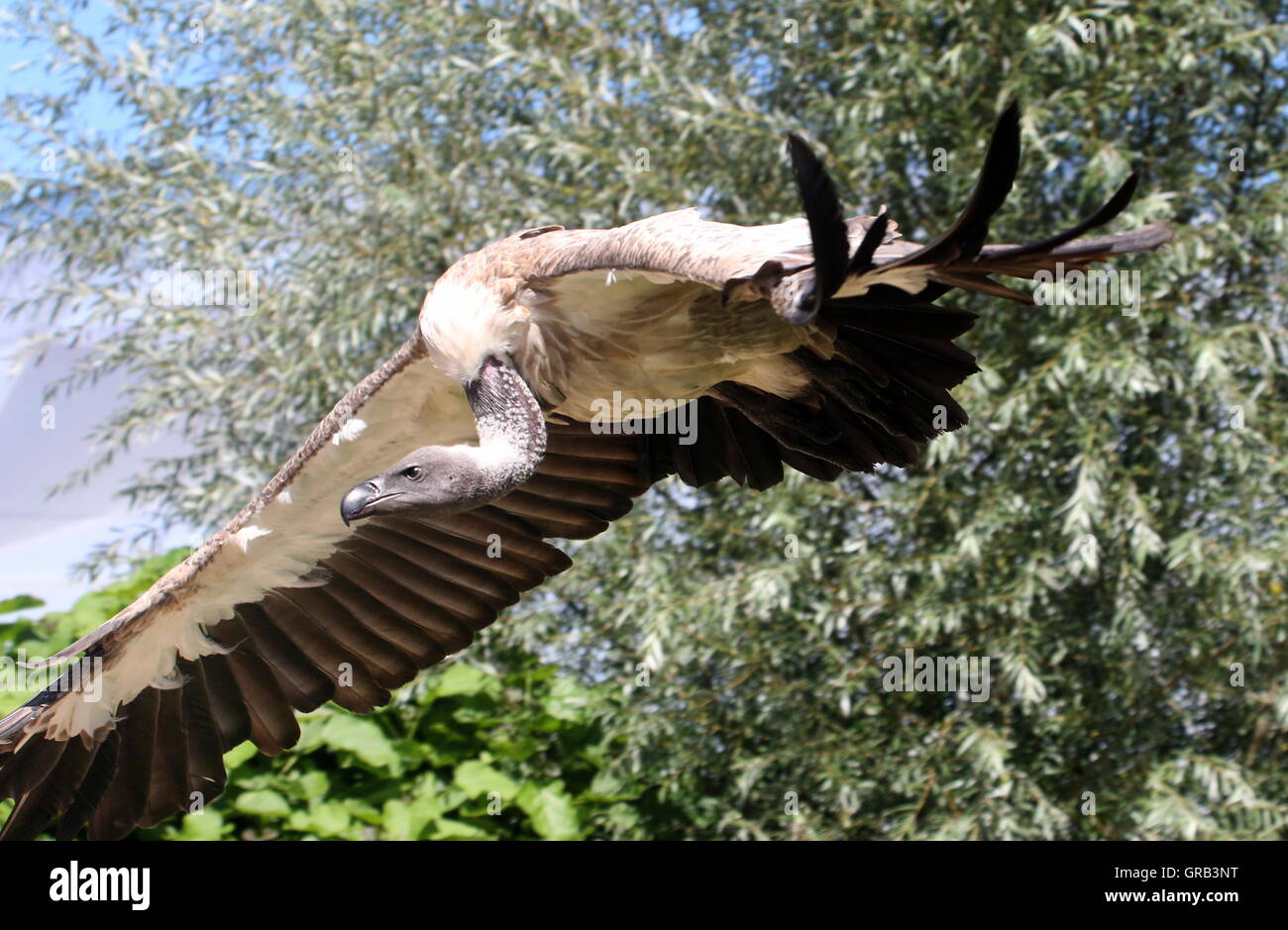 African White-backed vulture (Gyps africanus) in flight Stock Photo - Alamy