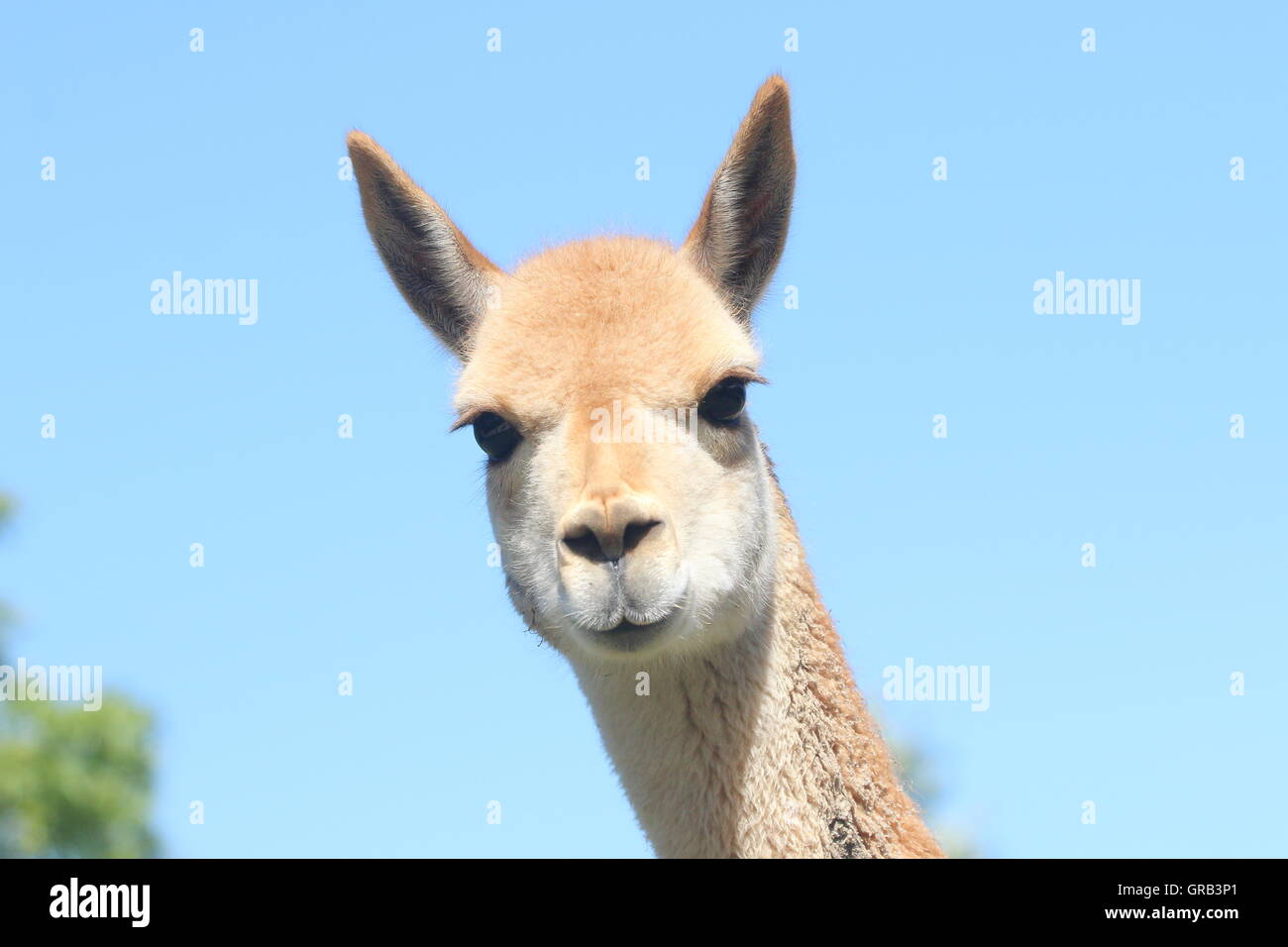 Vicunha hi-res stock photography and images - Alamy