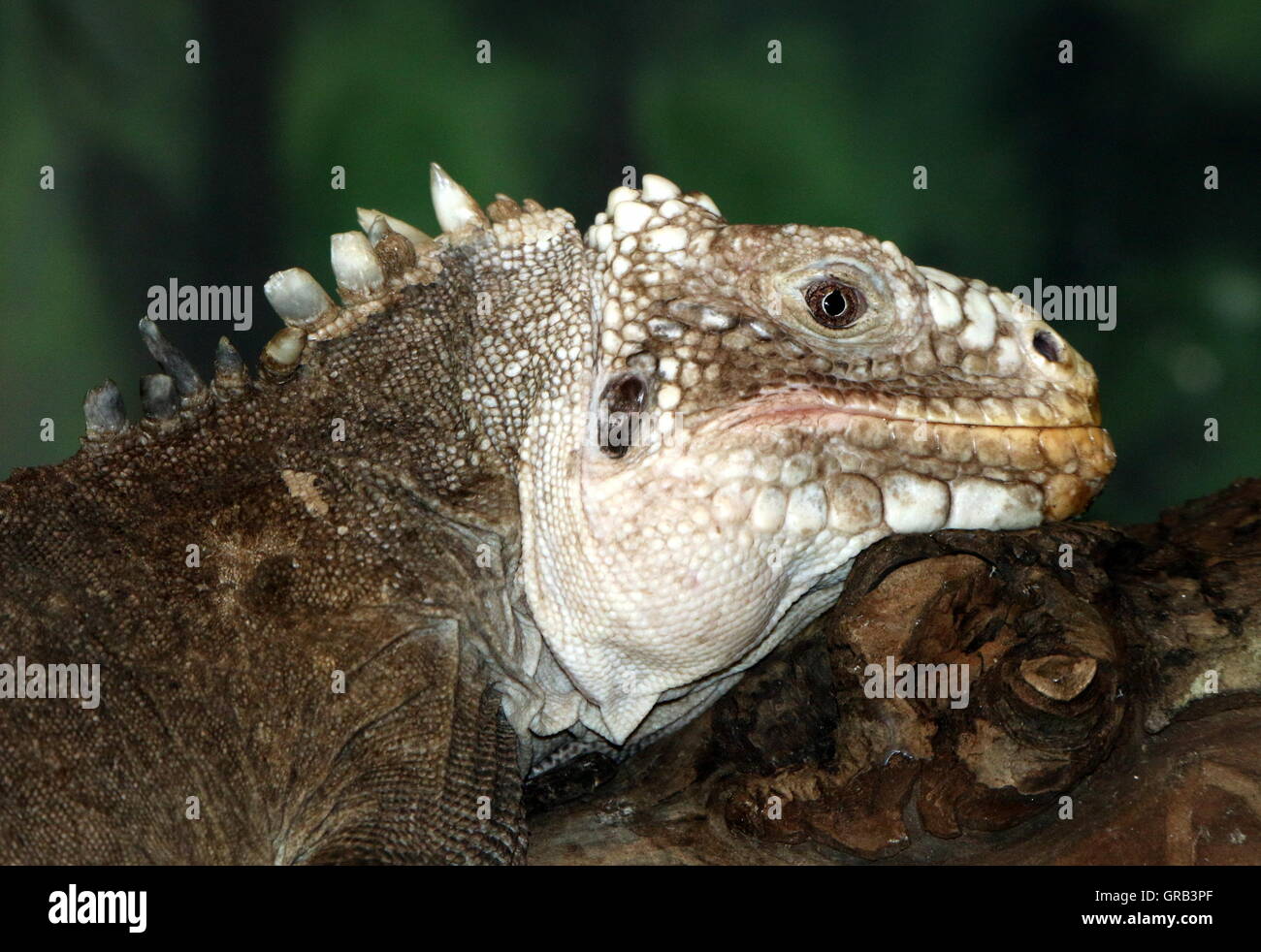 Lesser Antilles Iguana High Resolution Stock Photography and Images - Alamy