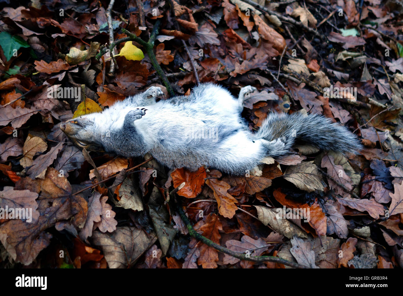 Dead grey squirrel uk Stock Photo - Alamy