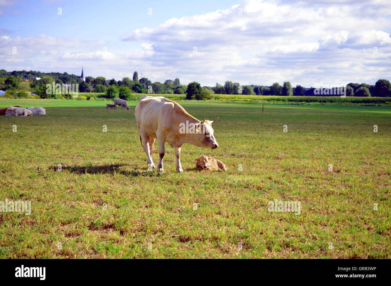 White cow hi-res stock photography and images - Alamy