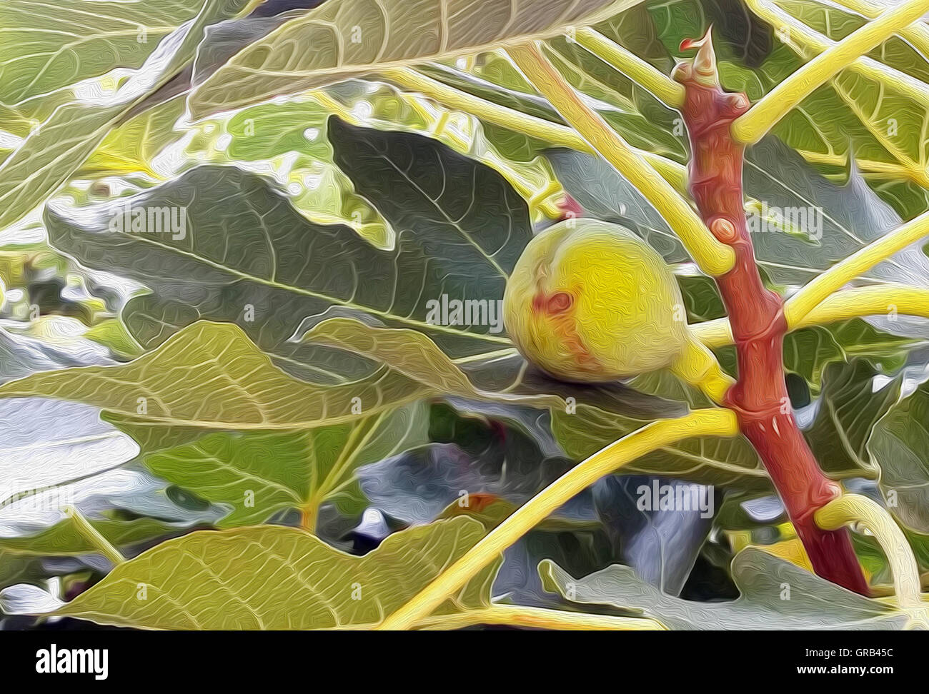 Large green figs on a tree branch Stock Photo - Alamy