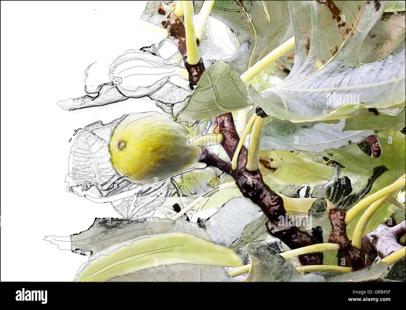 Large green figs on a tree branch Stock Photo - Alamy