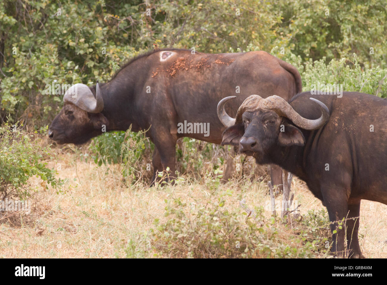 Buffalo group in africa hi-res stock photography and images - Alamy