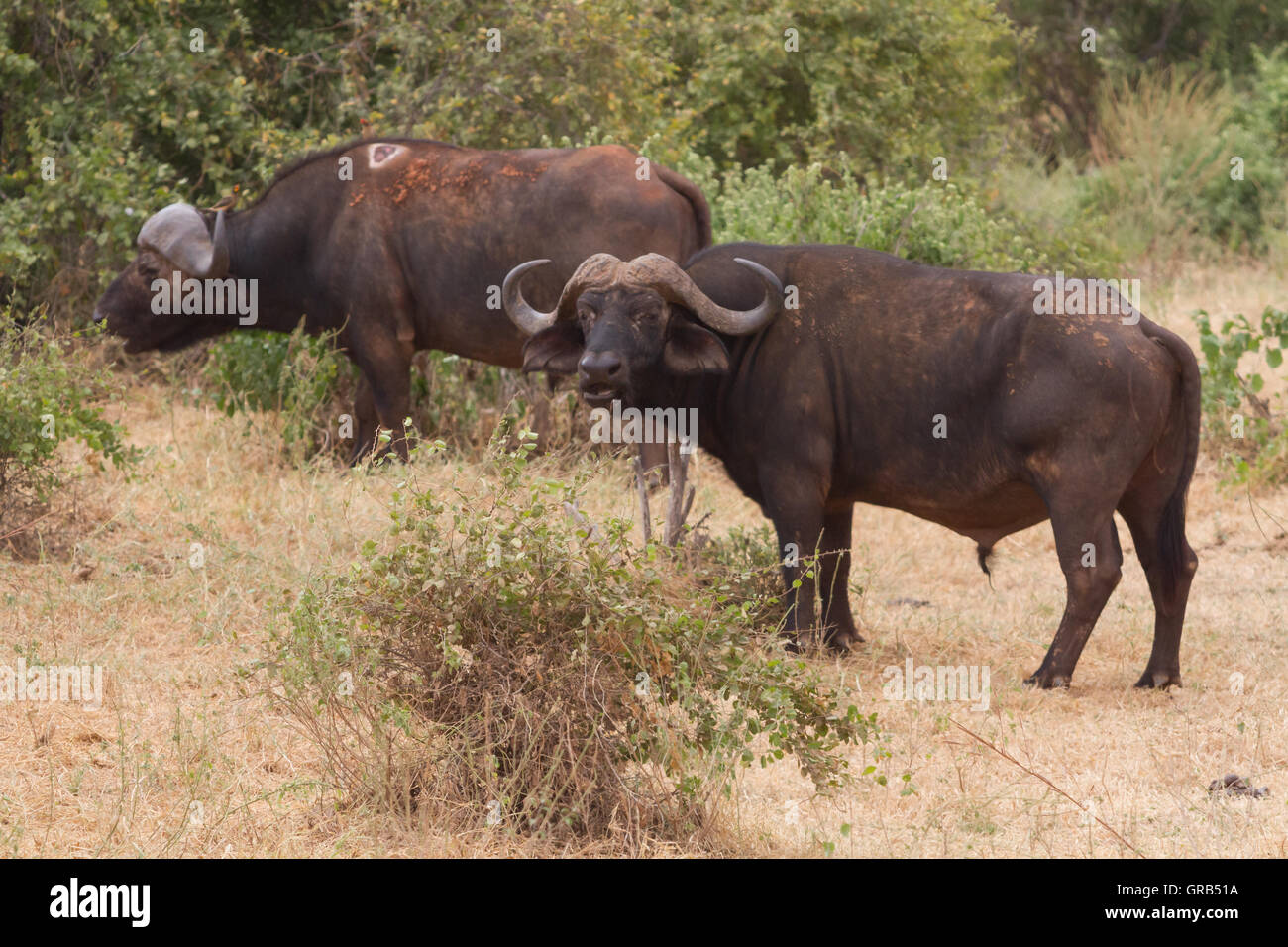Water buffalo bird hi-res stock photography and images - Alamy
