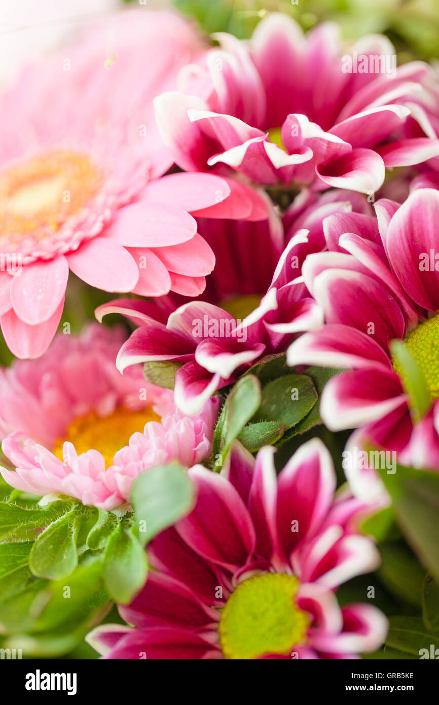 Colorful Spring Flowers Stock Photo - Alamy