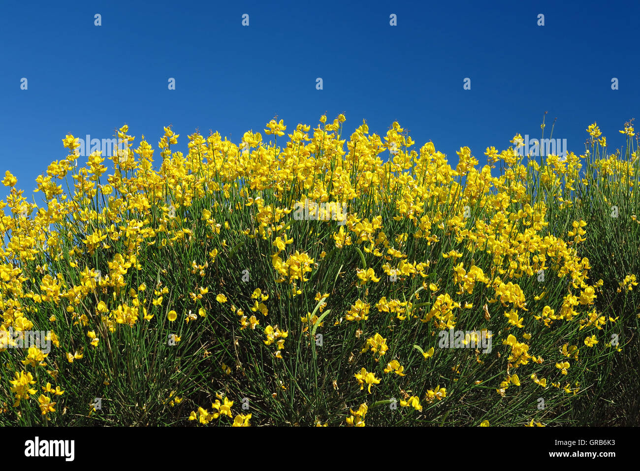 Gorse blooms hi-res stock photography and images - Alamy