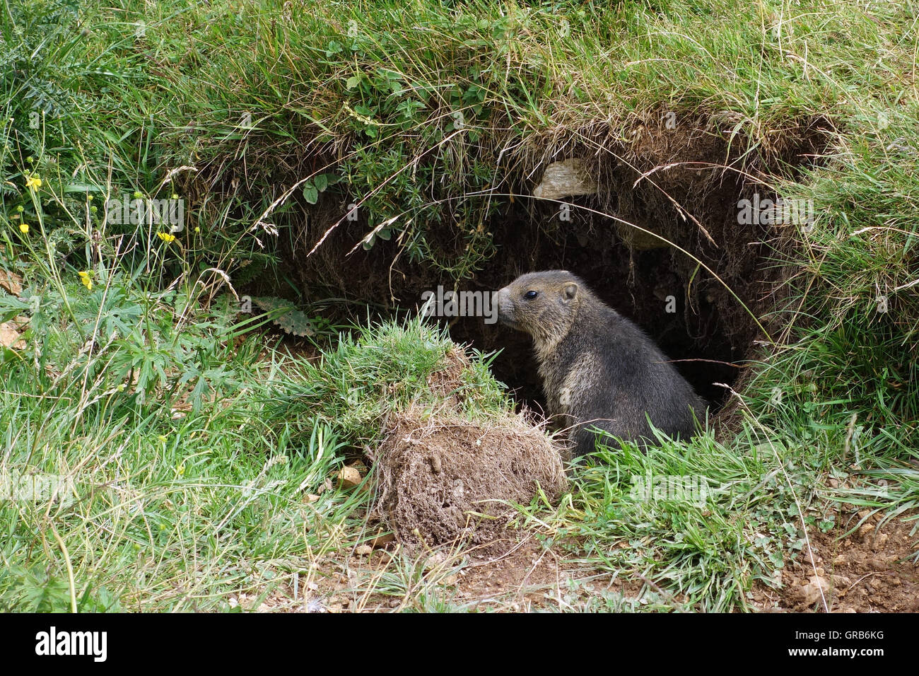Bobak marmota bobak hi-res stock photography and images - Alamy