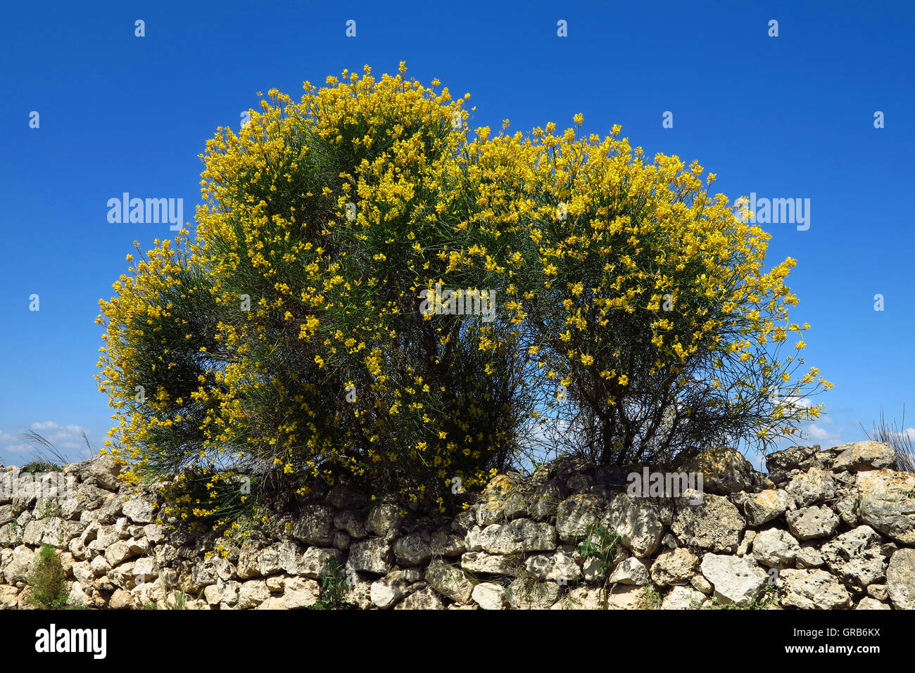 French broom hi-res stock photography and images - Alamy