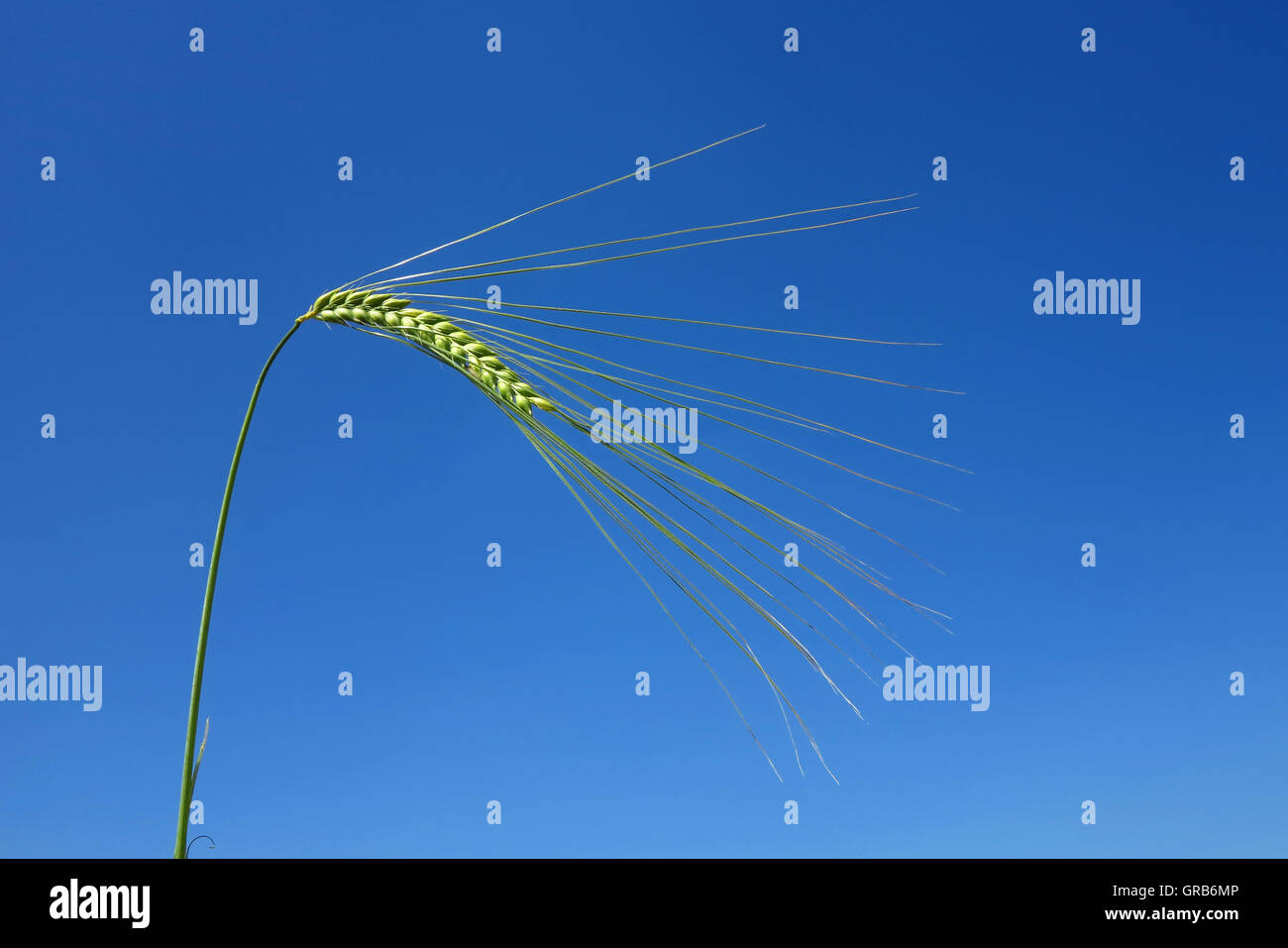 Barley awns hi-res stock photography and images - Alamy