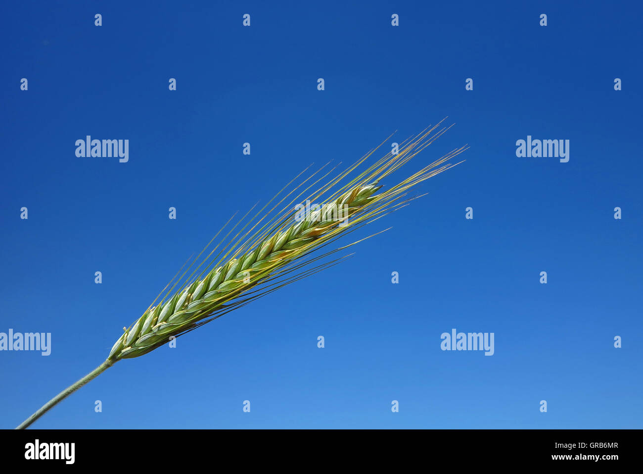 Grain agrarian hi-res stock photography and images - Alamy