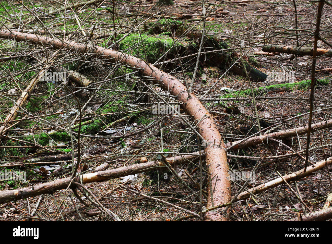 Sloping forest hi-res stock photography and images - Alamy
