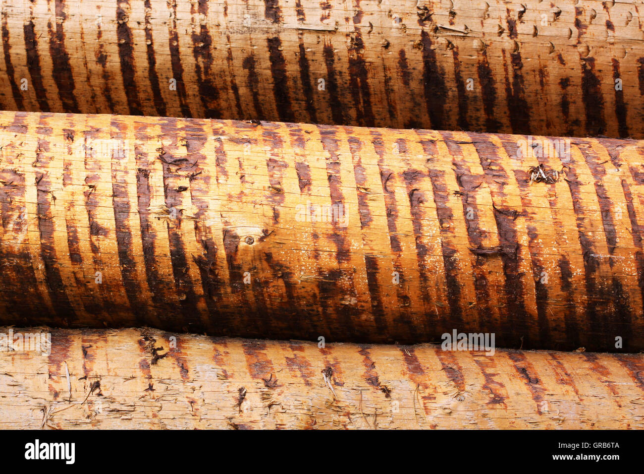 Debarked trees hi-res stock photography and images - Alamy