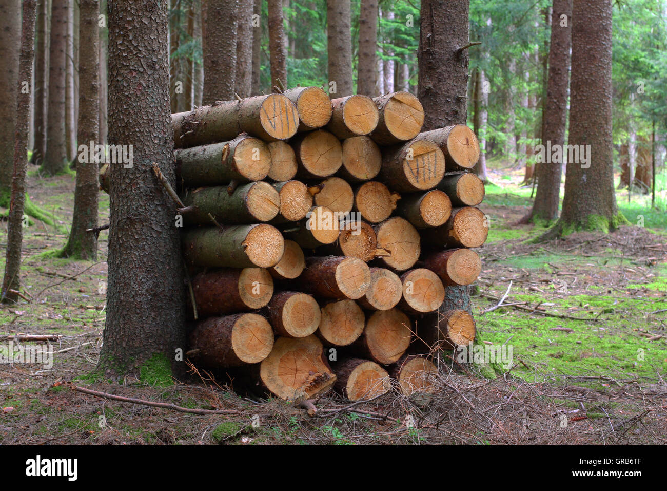 Woody trunks hi-res stock photography and images - Alamy