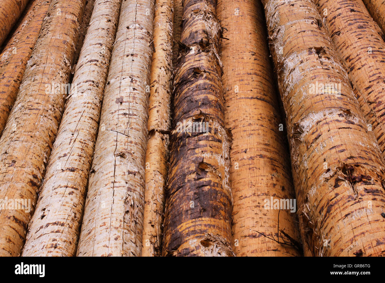 Debarked tree hi-res stock photography and images - Alamy