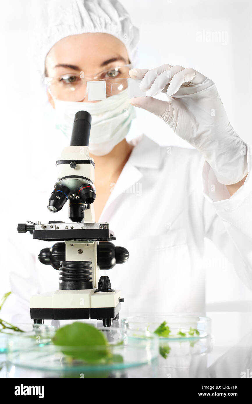 Biotechnologist examine samples of plant under microscope Stock Photo ...