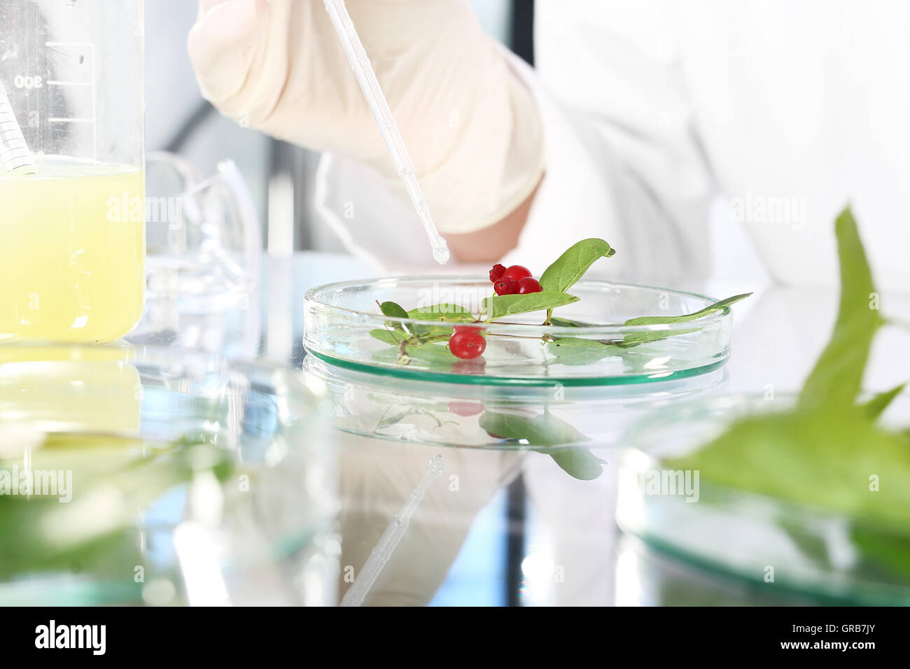 Doctor testing lab samples hi-res stock photography and images - Alamy