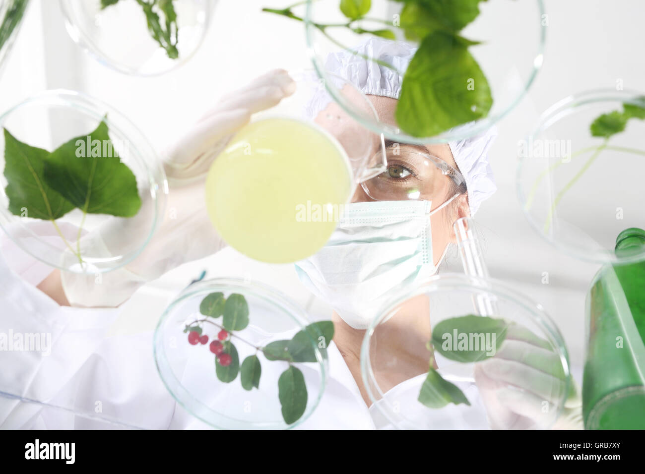 Laboratory analysis of plants Stock Photo - Alamy