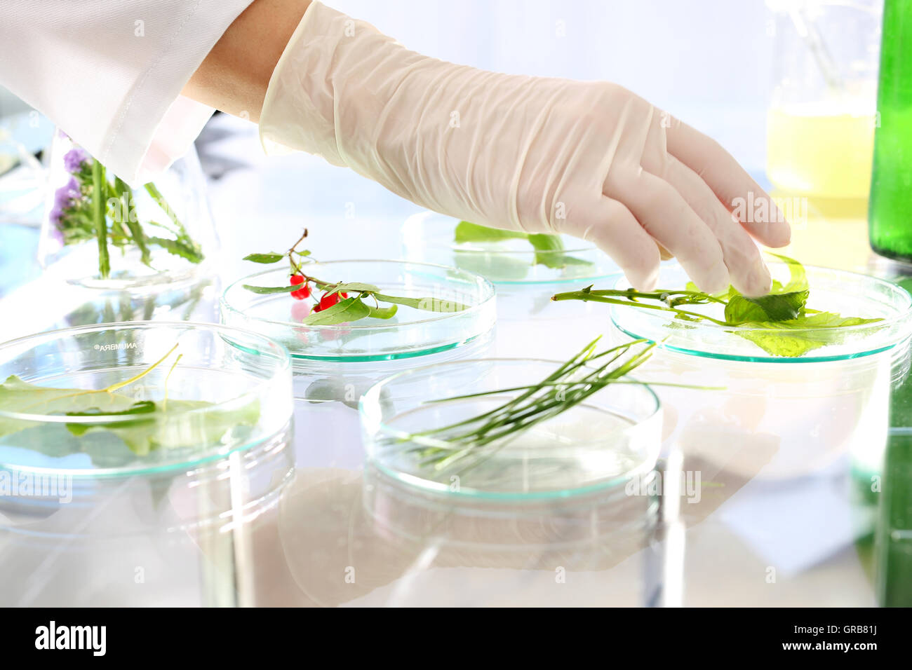 Genetically modified hi-res stock photography and images - Alamy