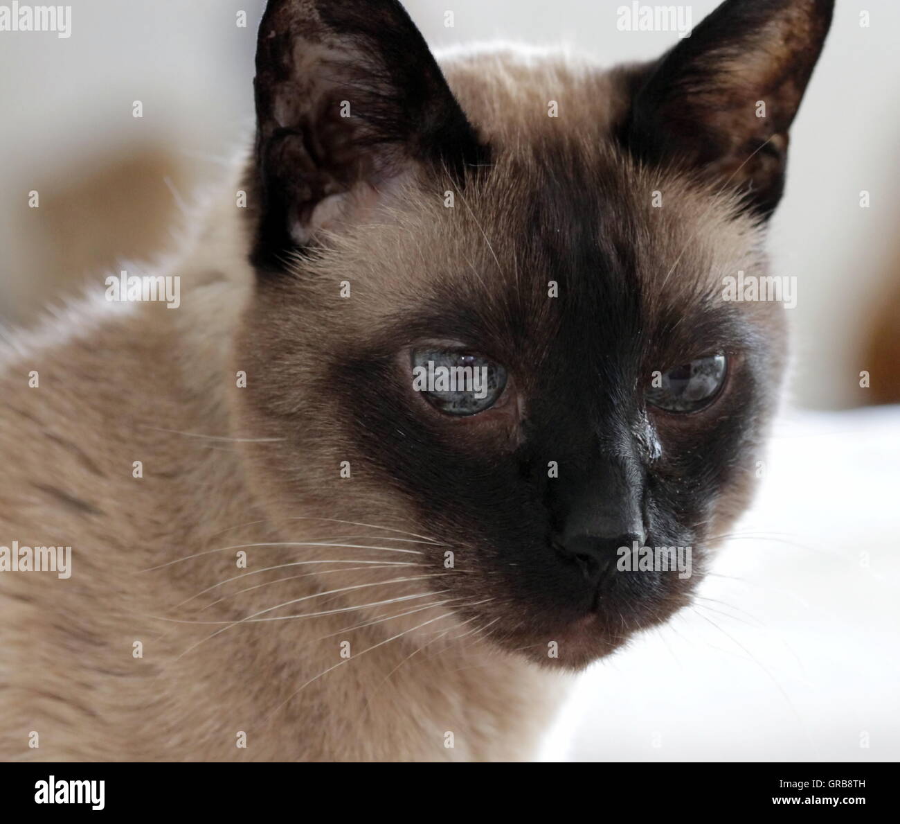 Siamese cat portrait Stock Photo - Alamy