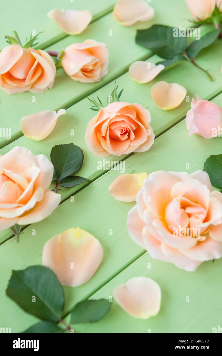 Peach Colored Roses Stock Photo - Alamy