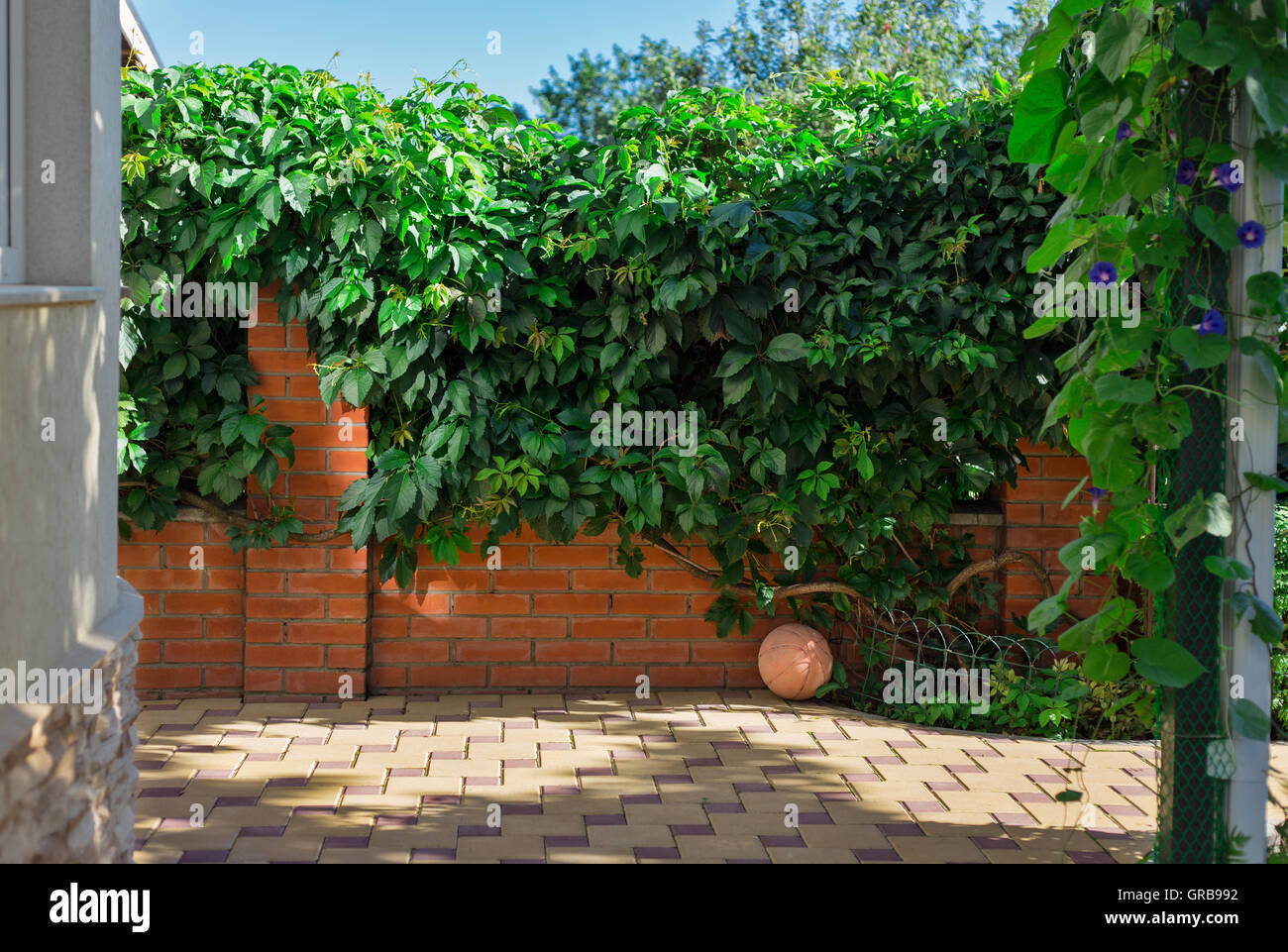 Red brick wall fence and wild grapes hanging down on it Stock Photo - Alamy