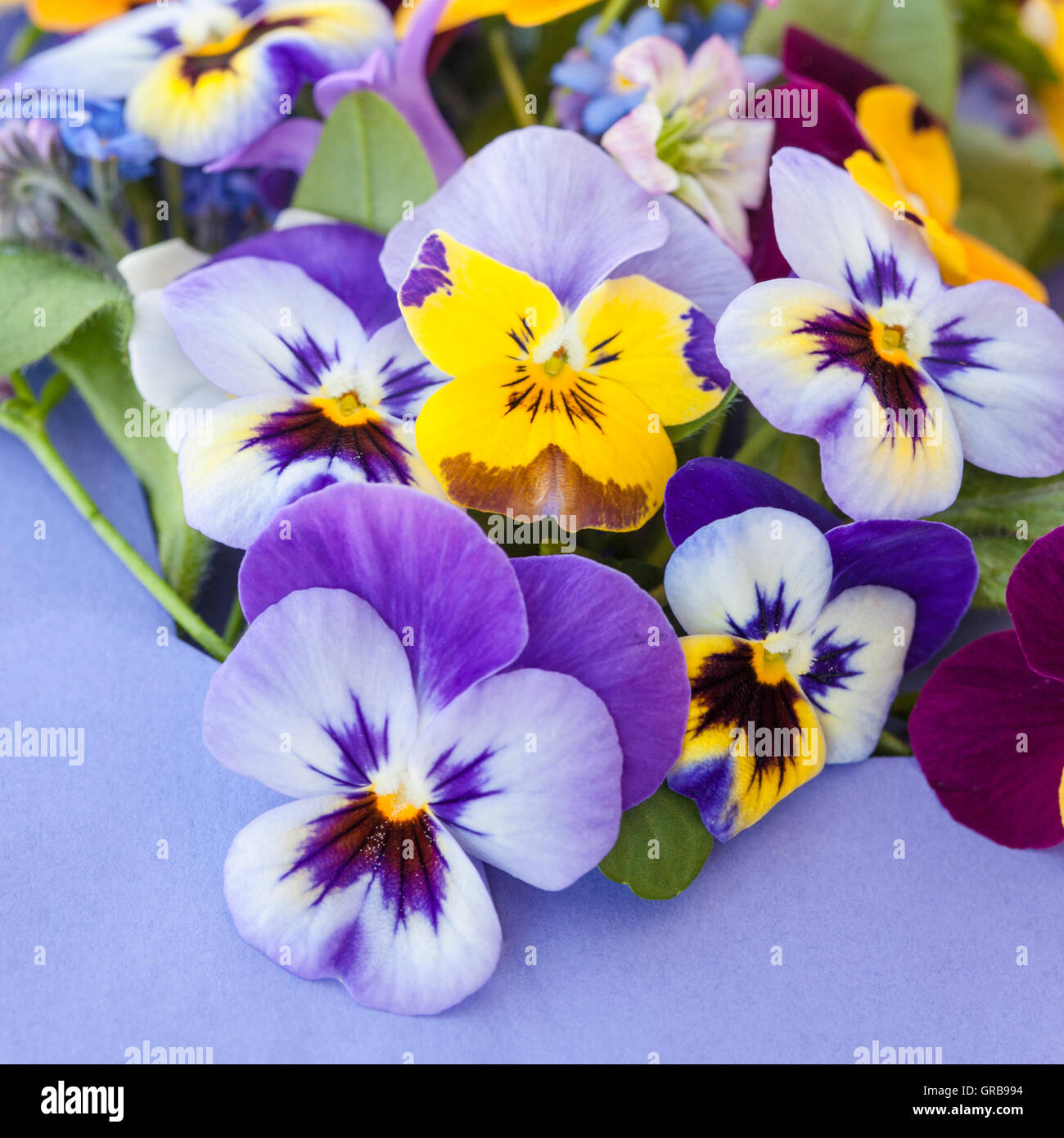 Colorful Spring Flowers Stock Photo - Alamy