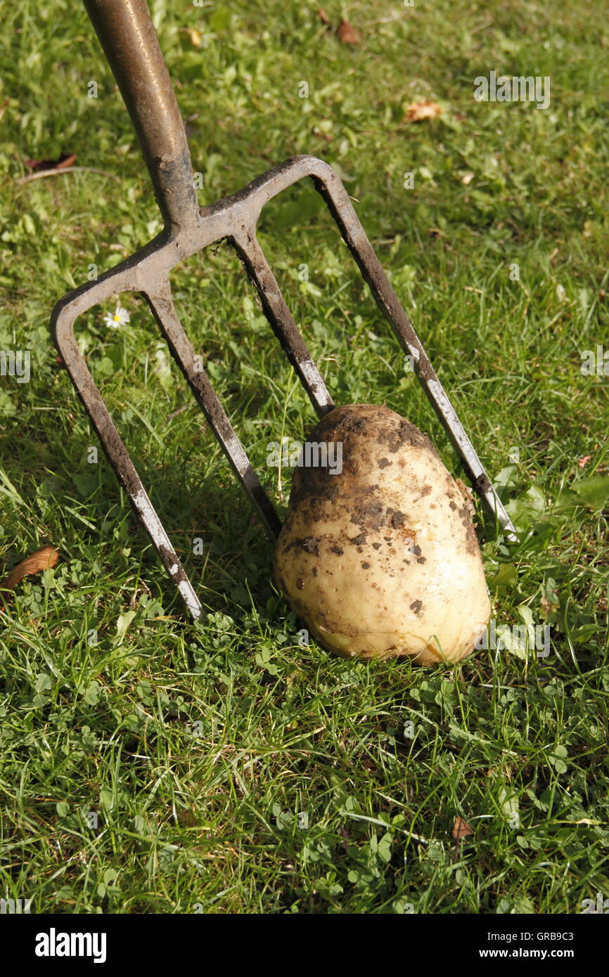 Very large home grown potato with garden fork Beverley, Yorkshire Stock ...