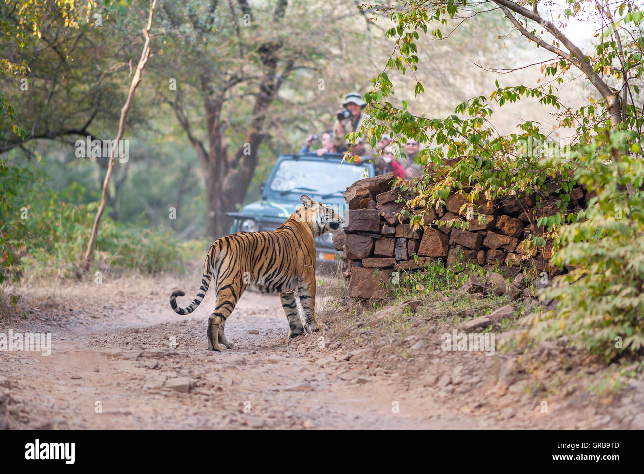 Queen Tiger of Ranthambhore machali T-16 walking and the foreign ...