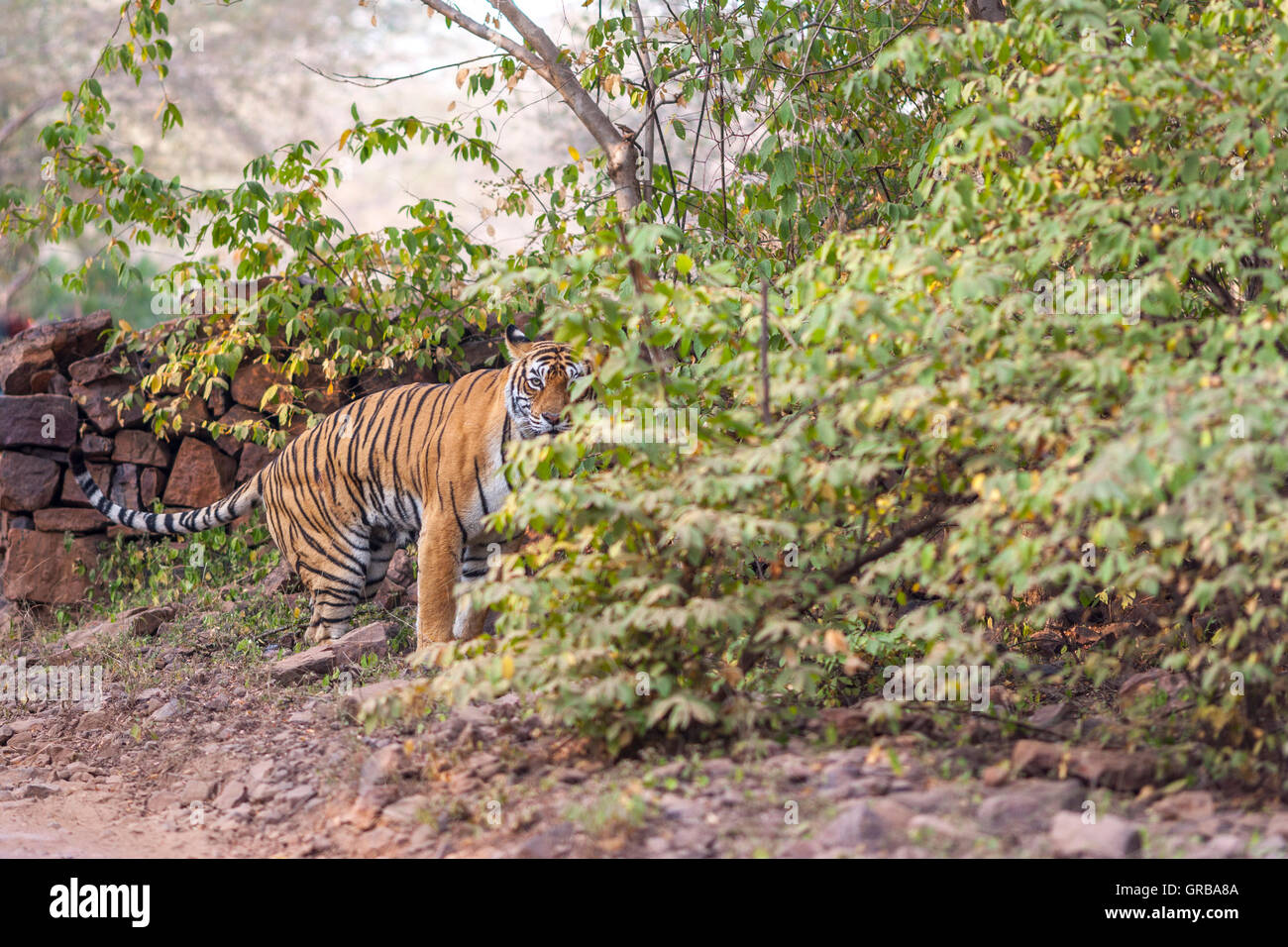Bengal Tigress Machali staring beside the trees at Ranthambhore Forest ...