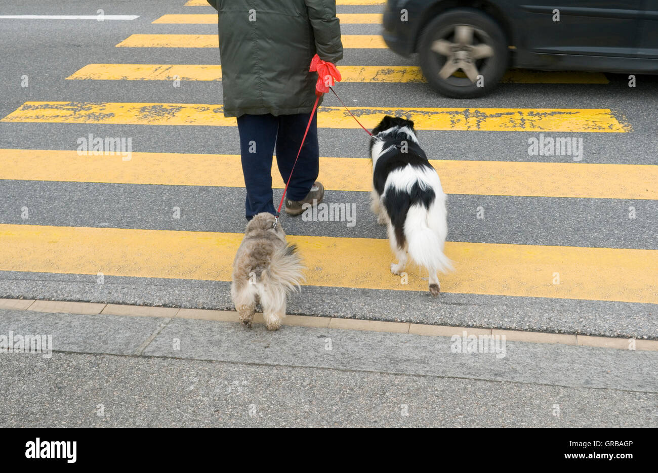 Dog crossing road hi-res stock photography and images - Alamy