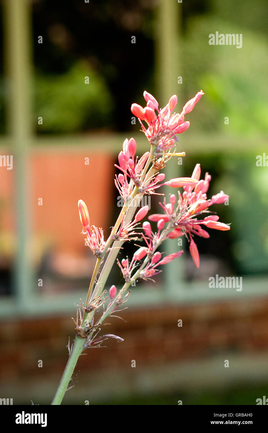 Red yucca plant closeup Stock Photo - Alamy