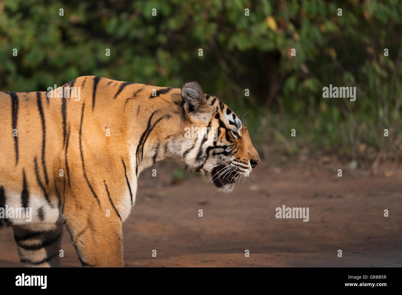 Tigress machli hi-res stock photography and images - Alamy