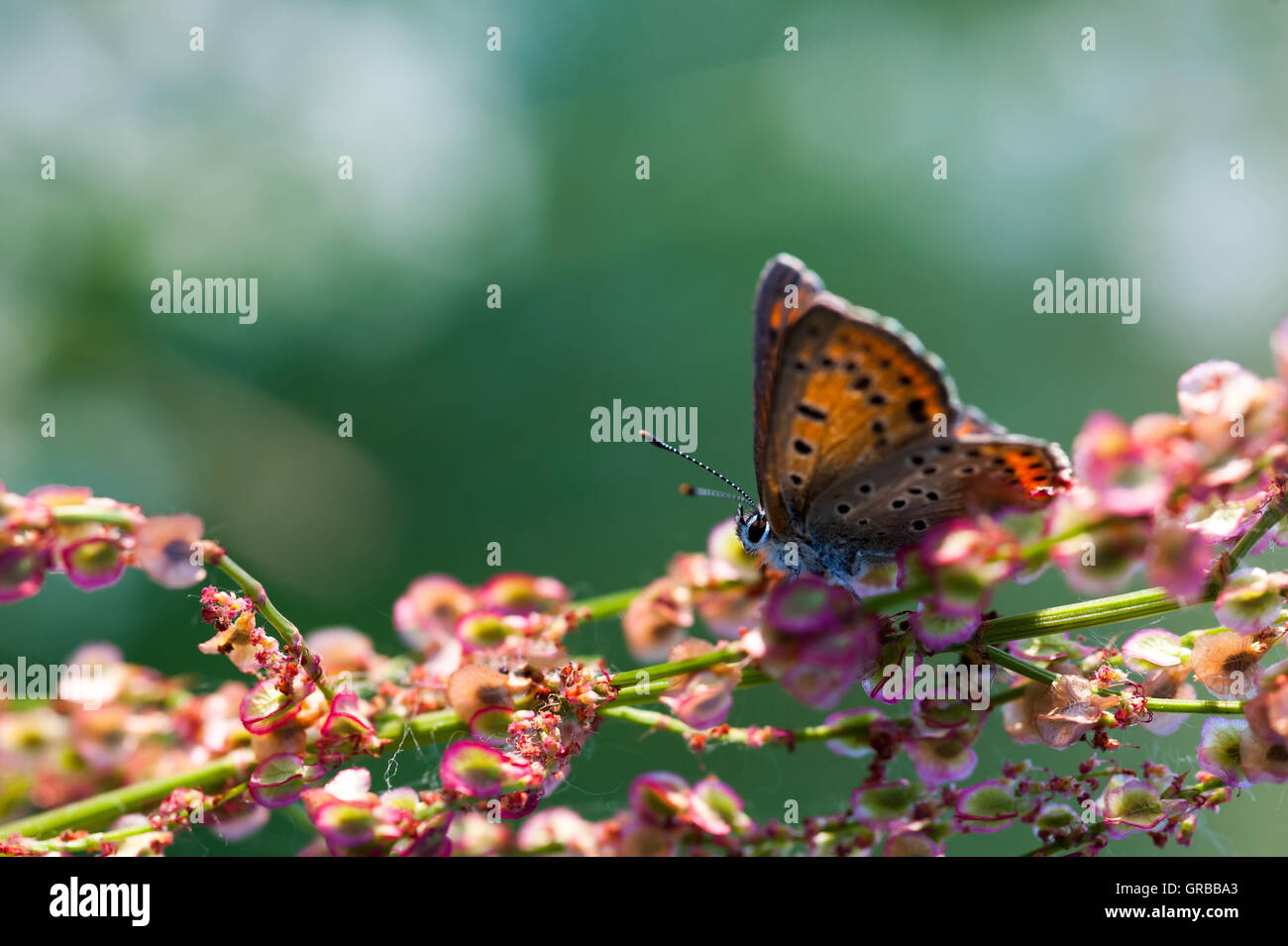 Butterfly close up Stock Photo - Alamy